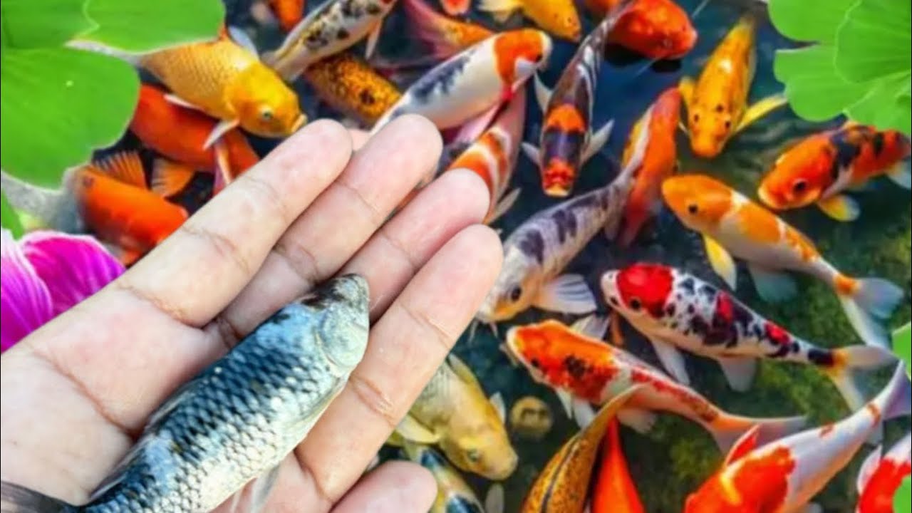Great Catch Baby Snakehead Fish In Tiny Pond, Kim Kim Fish, Koi Fish ...