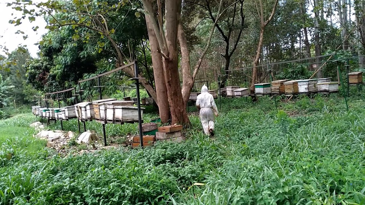 MODERN BEE KEEPING in Machakos Kenya - YouTube
