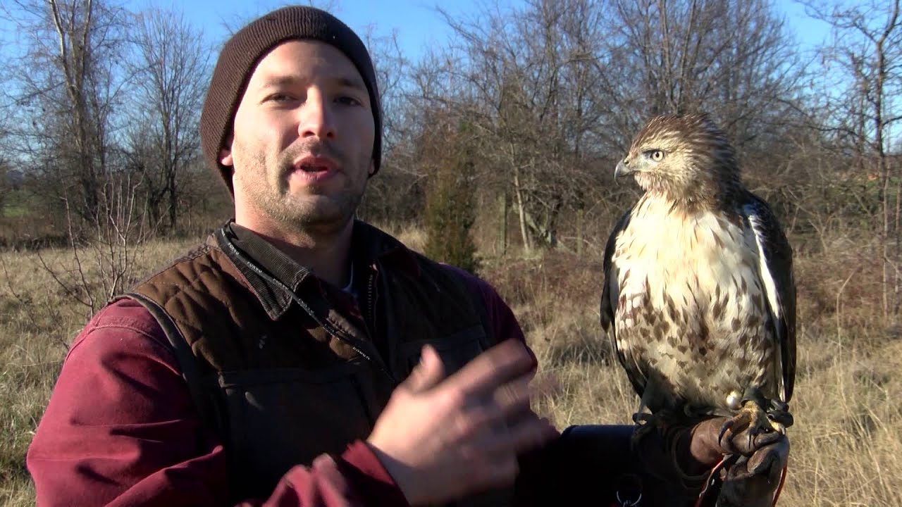 Indiana Falconers - YouTube