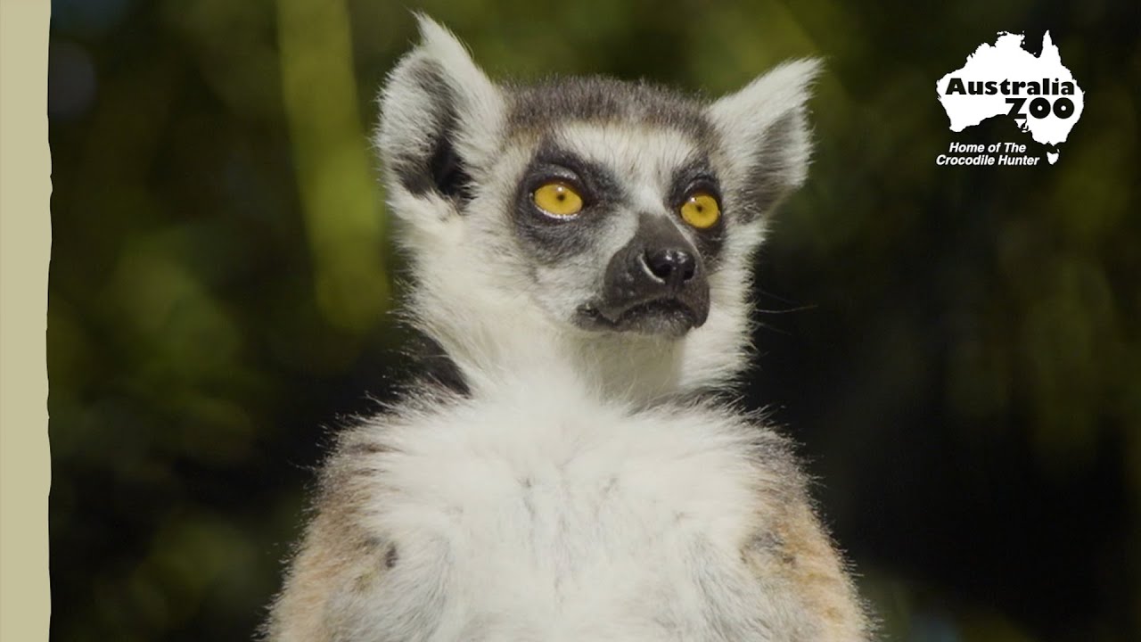 Bindi’s Island welcomes 3 new adorable lemurs | Australia Zoo Life ...