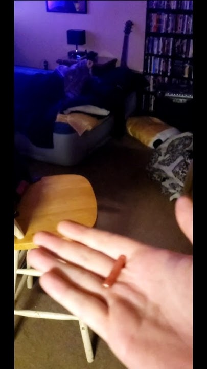 Firecracker wake up - YouTube