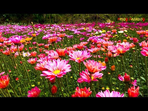 EDENS FLOWER FARM - Hidden Paradise in Tupi, South Cotabato - YouTube
