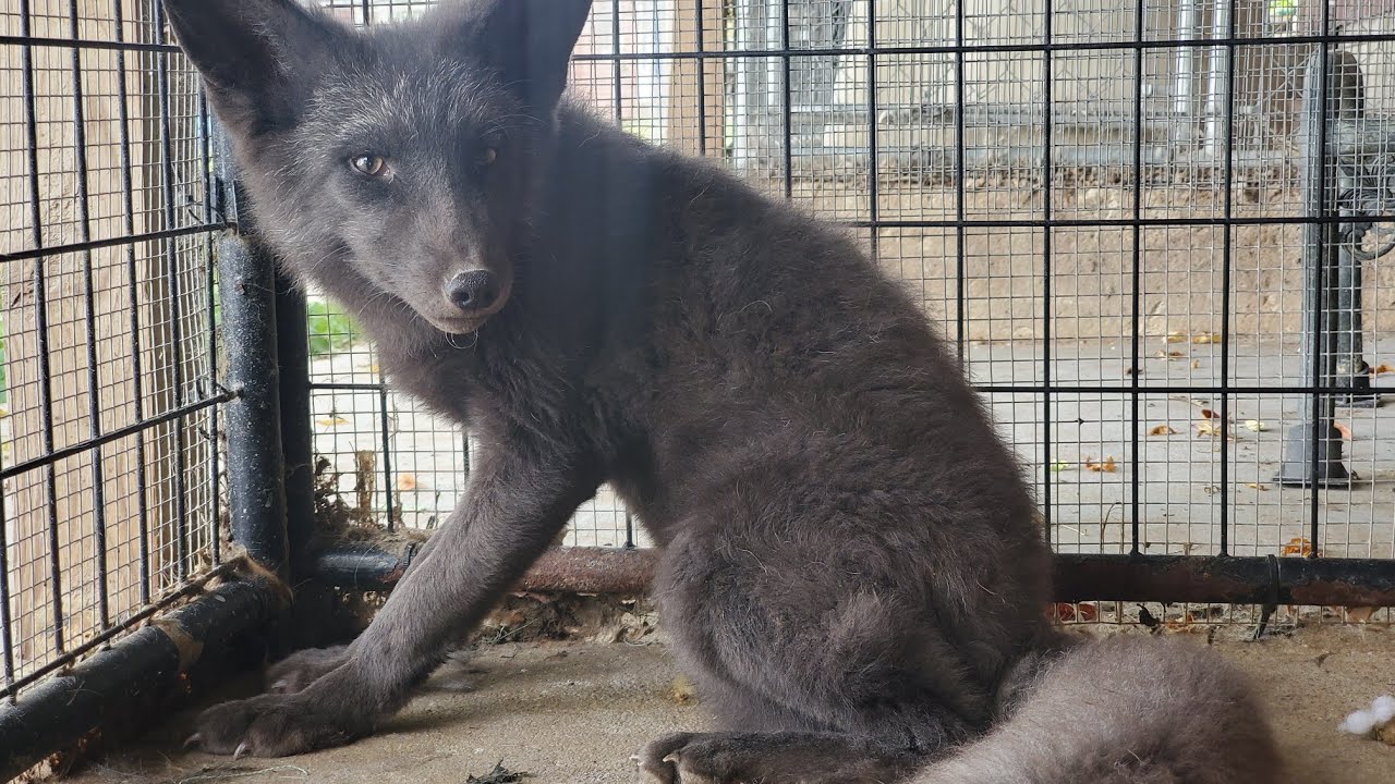 1on1 with new rescue silver fox! A new partner for Ava. - YouTube