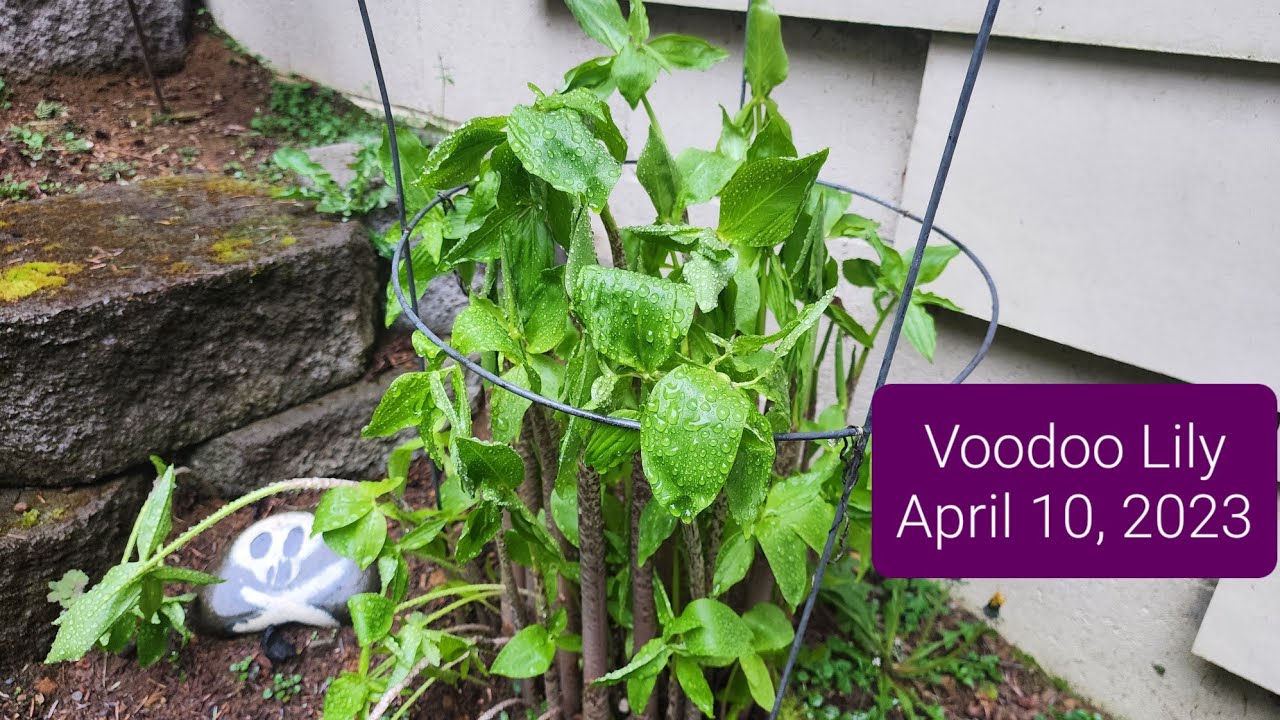 Voodoo Lily Progress part 1 - YouTube
