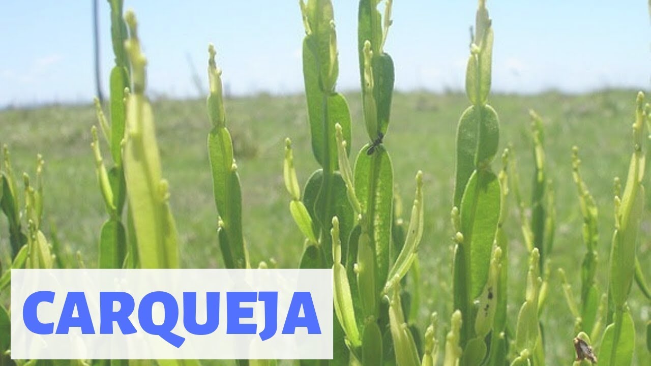 VOCÊ CONHECE O PODER DESSA PLANTA? | MATHEUS COLOMBO - YouTube