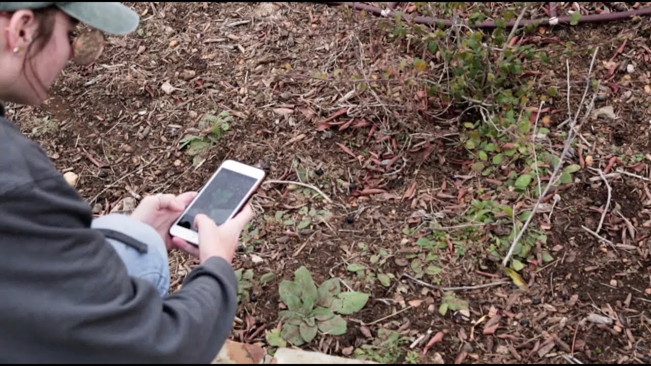 iNaturalist App Demo | Wildlife Identification - YouTube