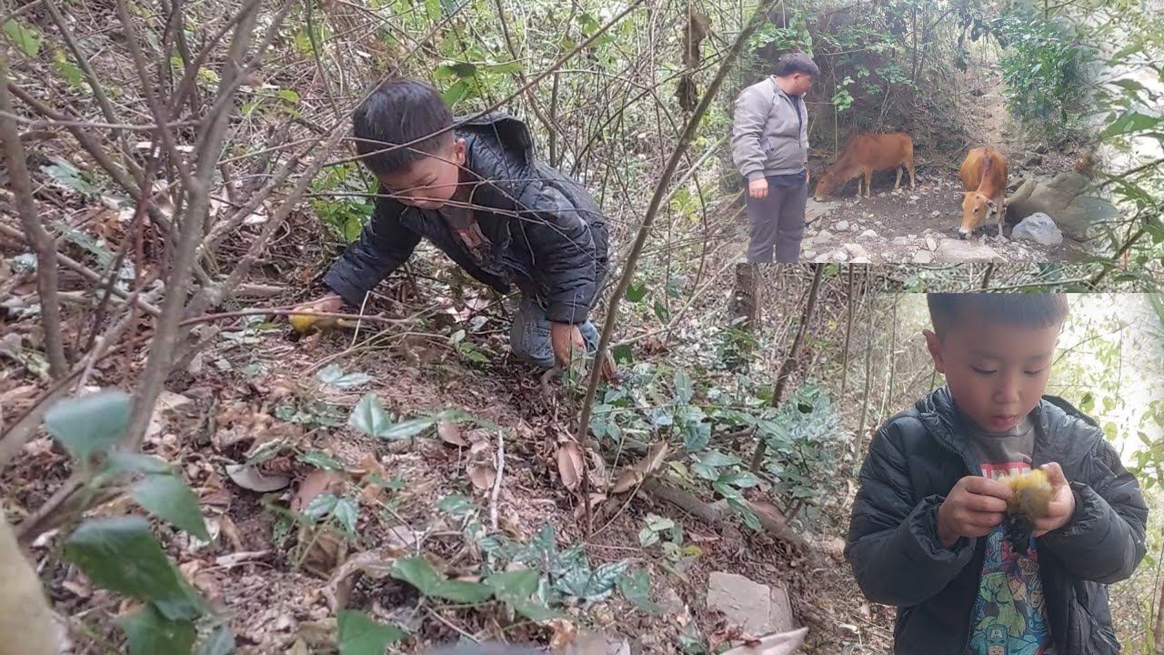 wb mus nriav tau nyuj lawm ces coj kub tus tub mus tua noog rau nws ...