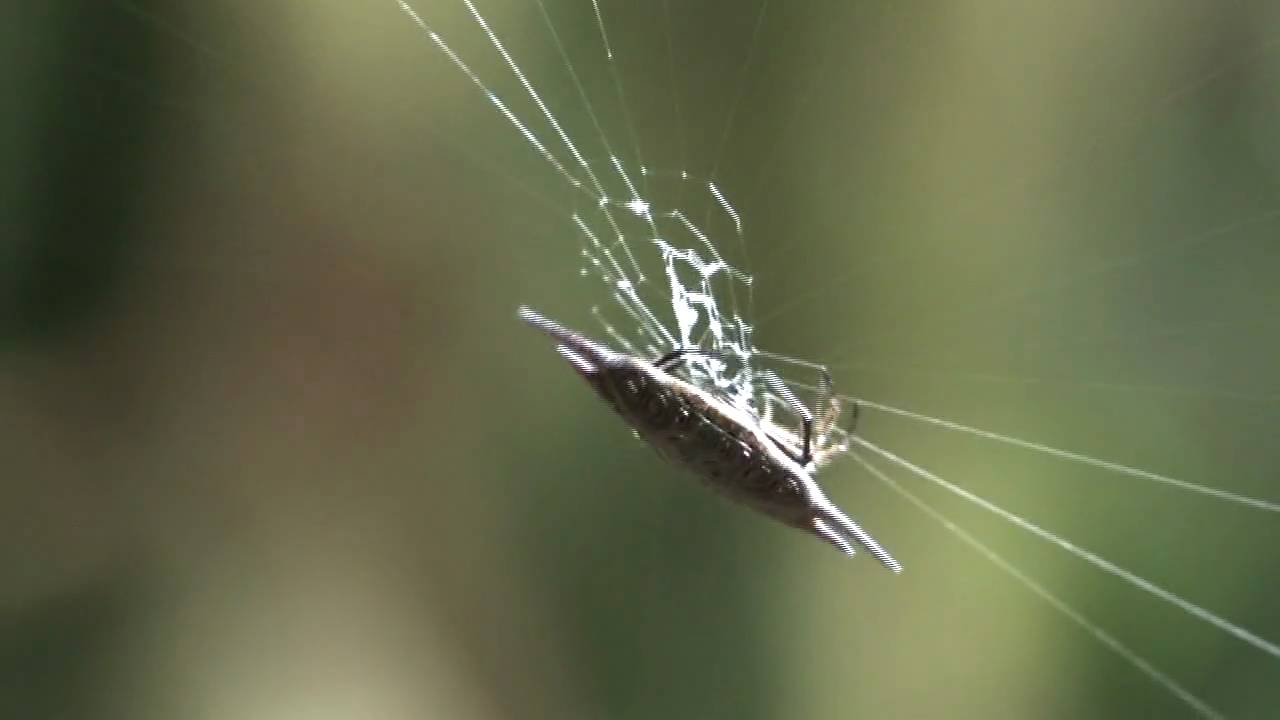 Horned Spider - YouTube