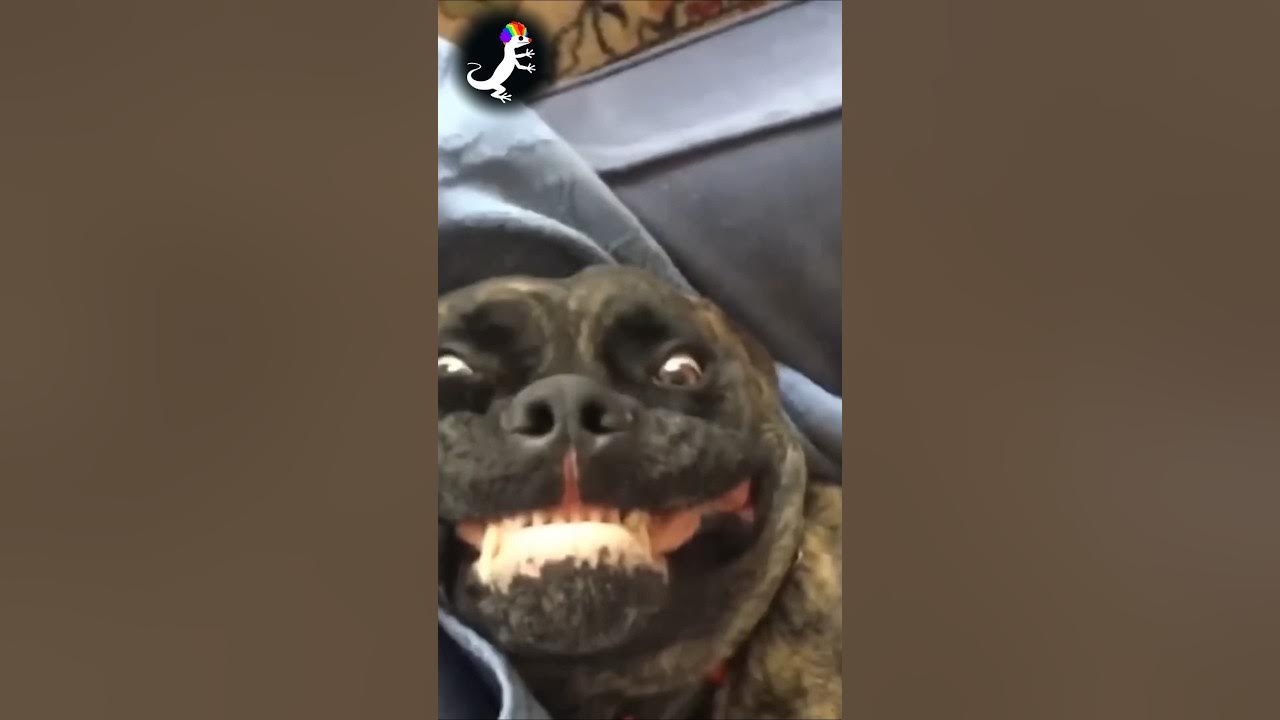 What The Dog Doin??? v7 🐶🤣 - YouTube