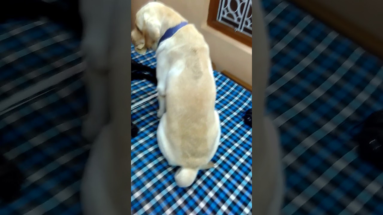 angry Labrador - YouTube