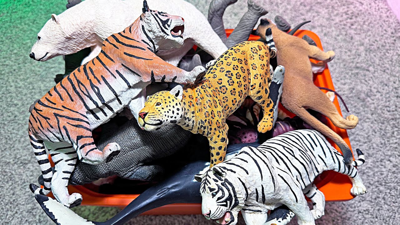 JUMBO ANIMALS in a box - Tiger, Whale, Polar Bear, Komodo Dragon ...