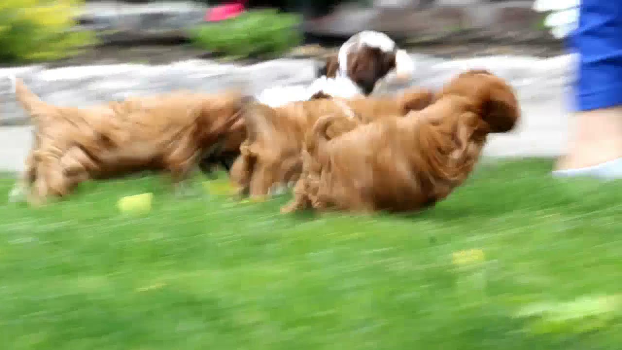 Havapoo Puppies For Sale Chris Riehl - YouTube