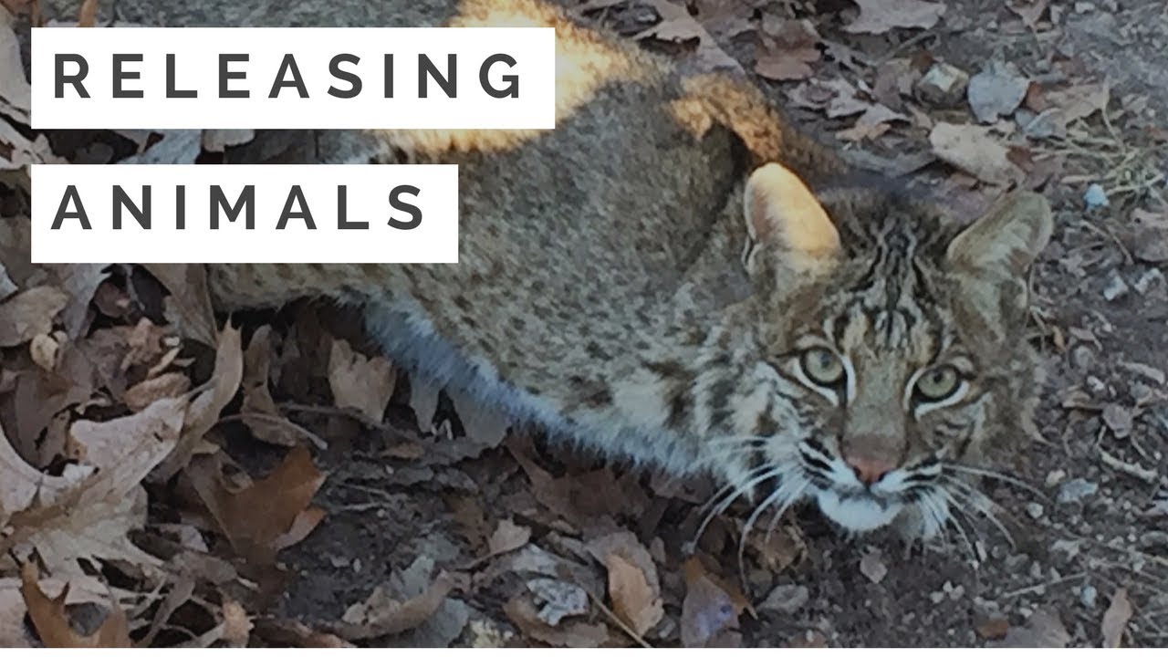 Releasing Animals - YouTube