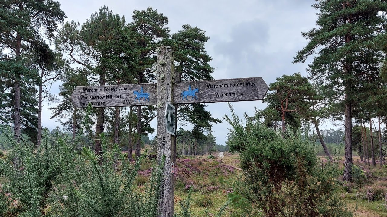 WAREHAM FOREST #wareham #caravaning #touringparks #ukcaravaning # ...