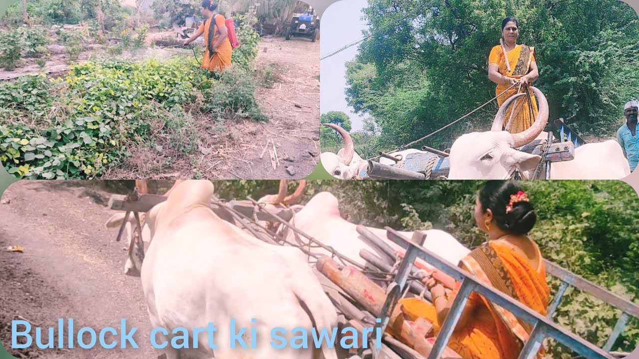 Indian women riding to bullock cart💥village life# Apli Sheti shiwar🙏🙏 ...