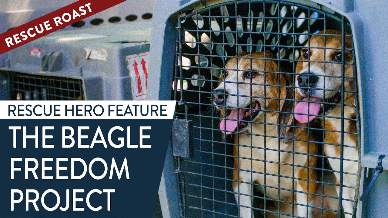 Hero Feature: The Beagle Freedom Project - YouTube