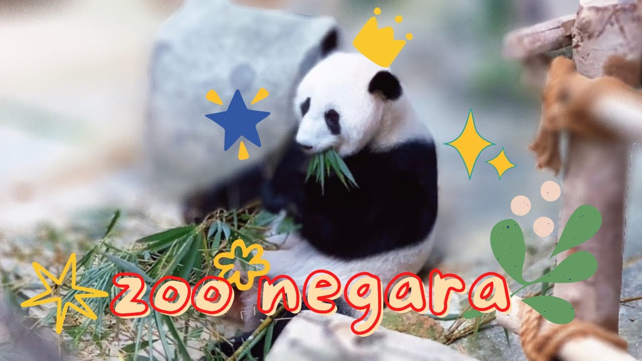 a day in my life off from work | zoo negara malaysia - YouTube