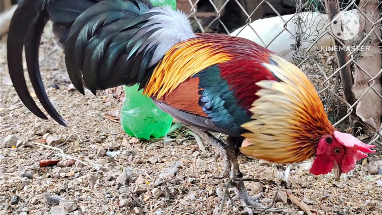 kuv li Qaib dib qaib qus. zoo nkuaj heeg - YouTube