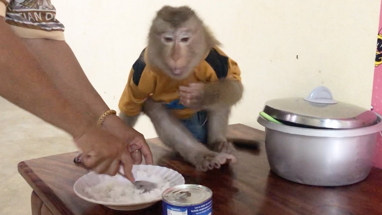 Good Boy Jason Sweet Jolly Reply Dad While Wait To Eat Delicate Rice ...