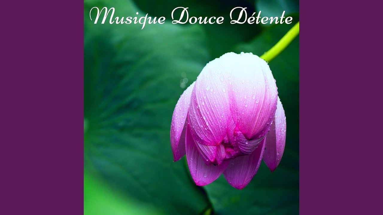 Musique instrumentale douce pour méditation, relaxation et bien-être ...