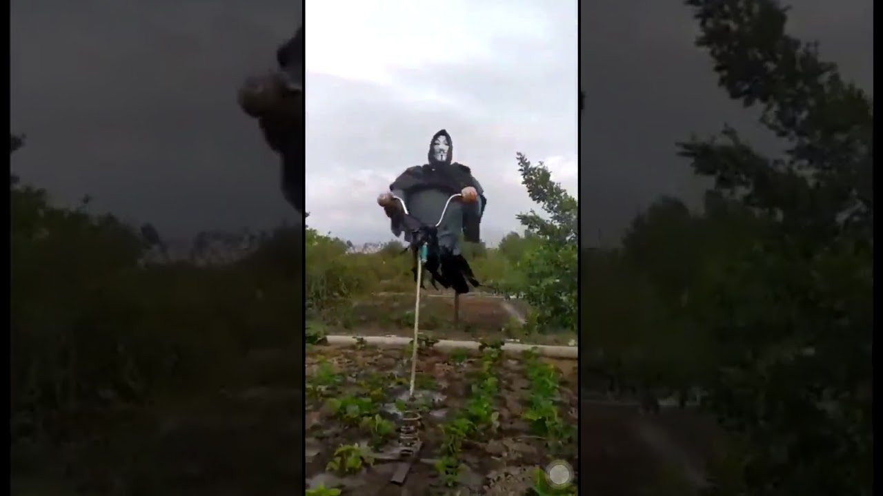 Innovative farm Protection by Farmer | Scare Crow - YouTube