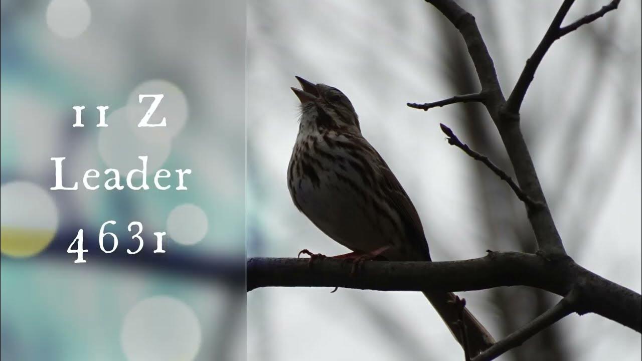 NS 11Z Leader 4631 new AC44C6M 4/5/23 - YouTube