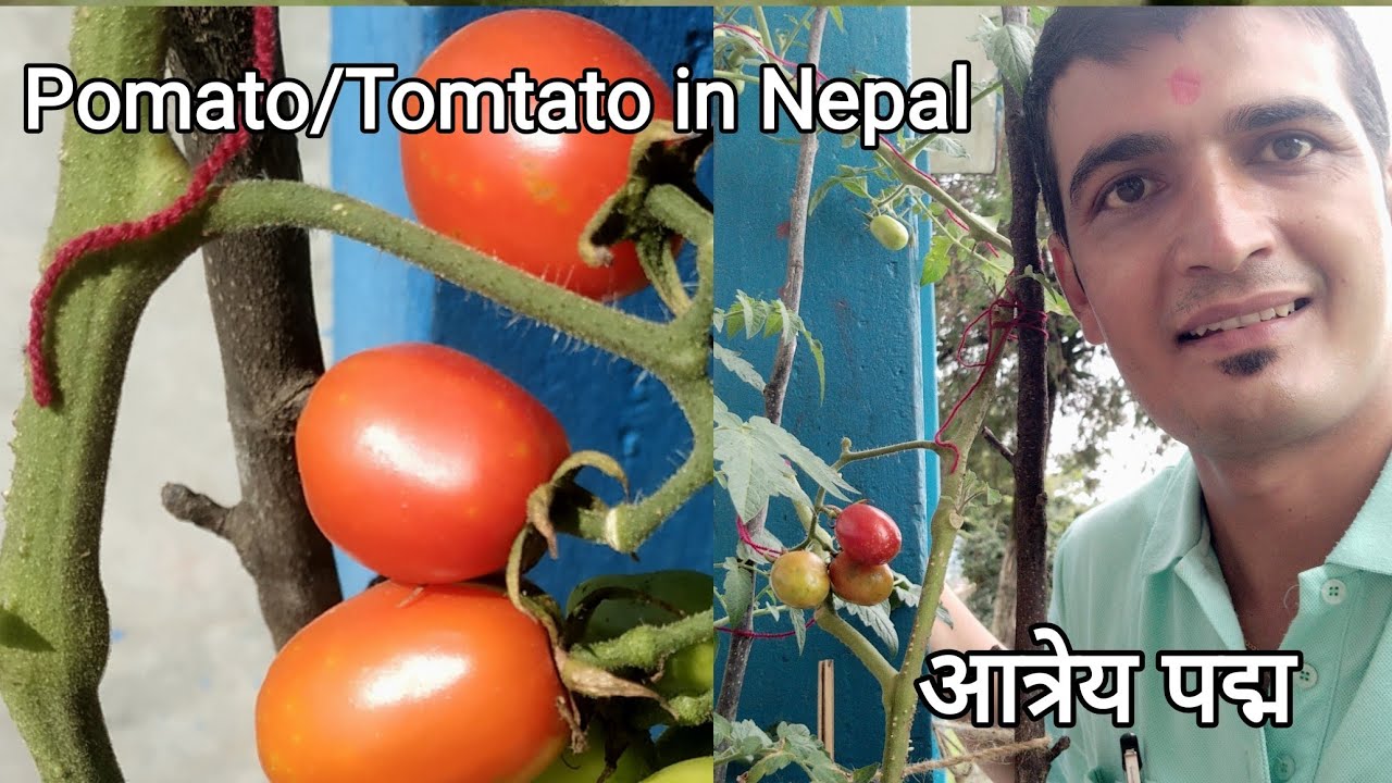 Pomato/Tomtato Production in Nepal - YouTube