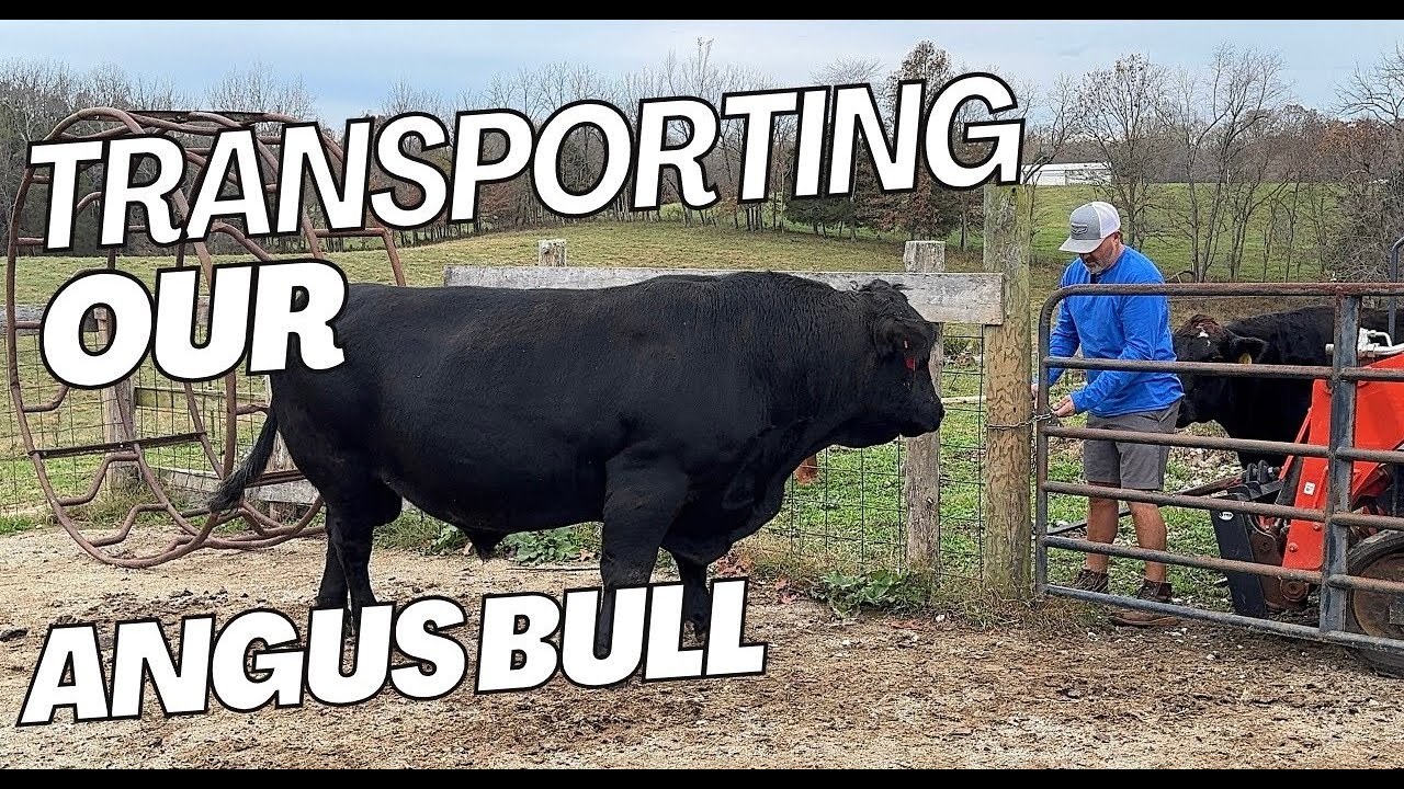 Moving Our Big Angus Bull! 🐂 Farm Life Behind the Scenes | Midwest ...