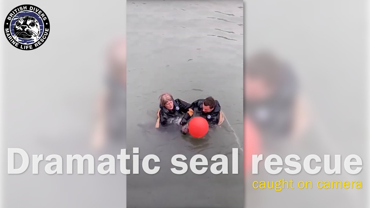 Dramatic seal rescue - YouTube