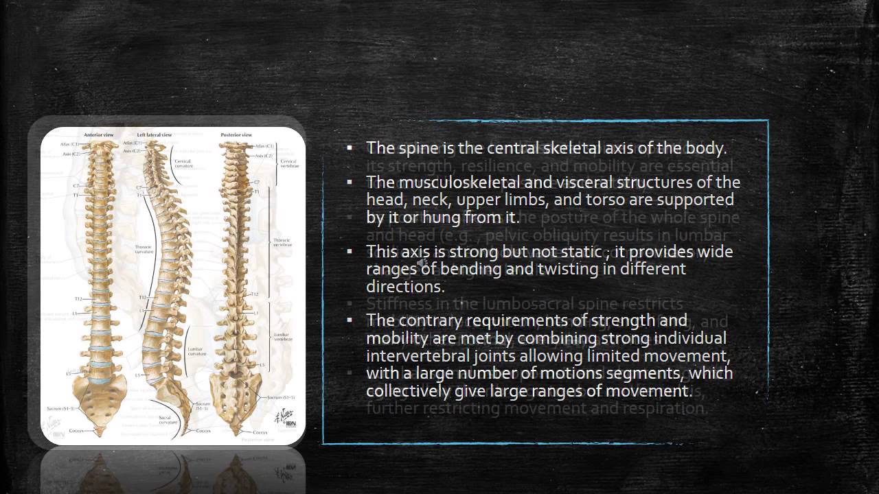 FUNCTIONAL ANATOMY OF THE ADULT LUMBAR SPINE - YouTube