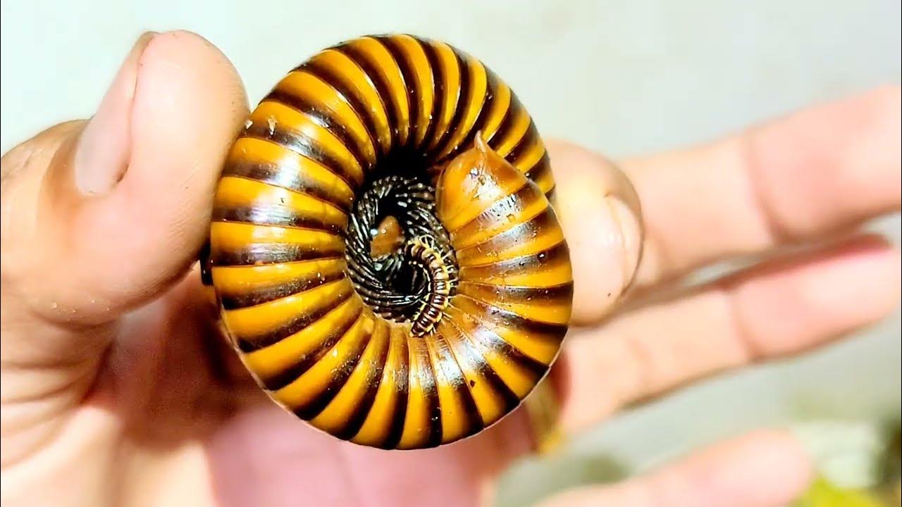 Exploring, Discovering And Captured Big Worm Millipedes, Insects ...