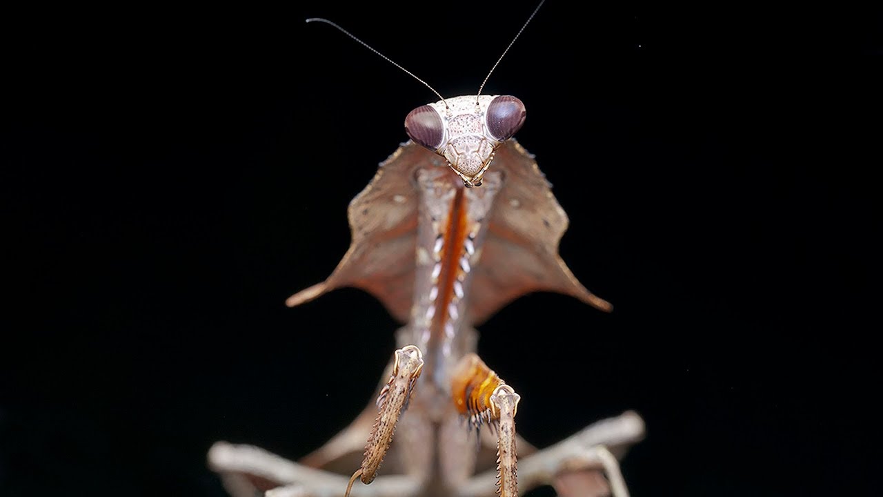 Alien Like Bugs - Bugs That Look Like They Belong On Another Planet ...
