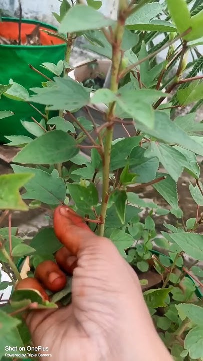 Organic Gongura Harvesting Terrace Garden Leafy ☘️ Vegetables