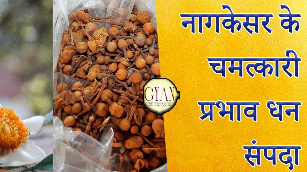 नागकेसर के चमत्कारी प्रभाव : धन संपदा ll Remedy For money from ...