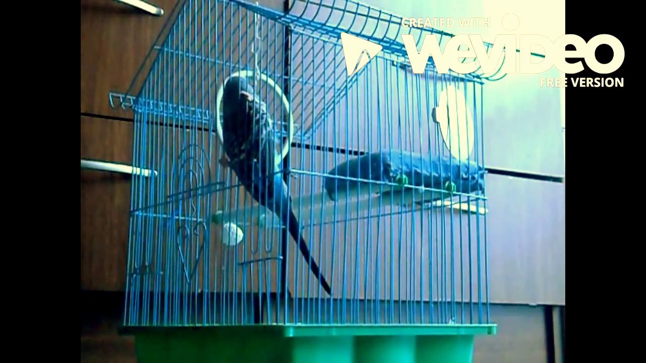 funny acrobat parrot Ita - YouTube