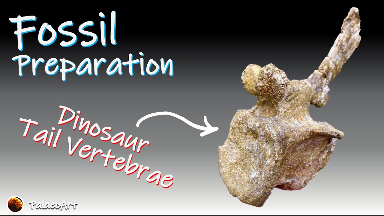 Dinosaur Tail Fossil