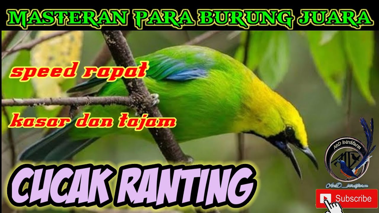 CUCAK RANTING/CUCAK RANTE SPEED RAPAT TAJAM KASAR JERNIH dgn suara air ...