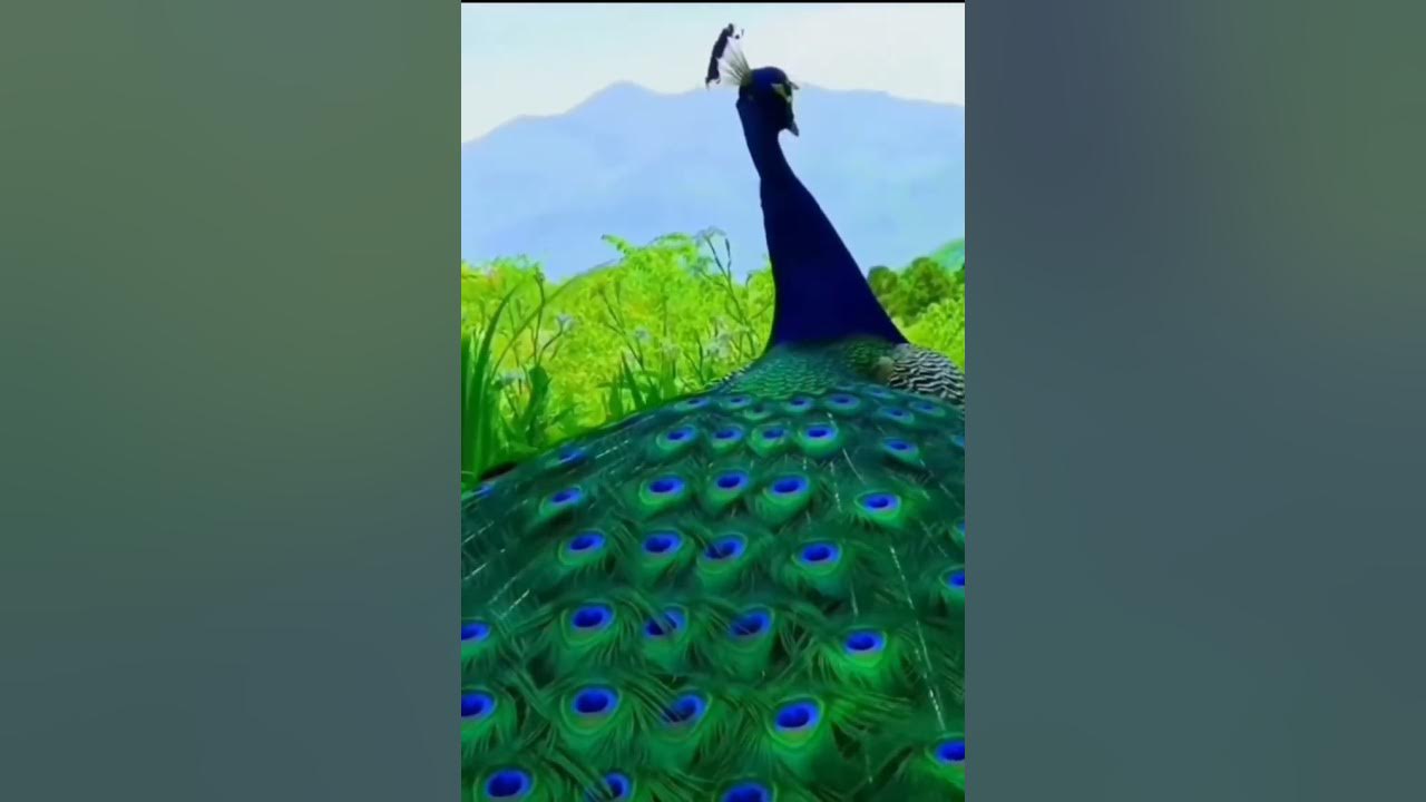 Beautiful Peacock Dancing With Natural Sound🦚👌 Shorts Youtube