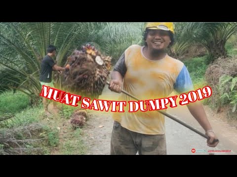 muat sawit #dumpy 2019 - YouTube