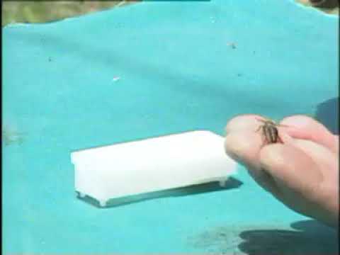 Arı ailesi ve arıların yaşam düzeni - yayçep