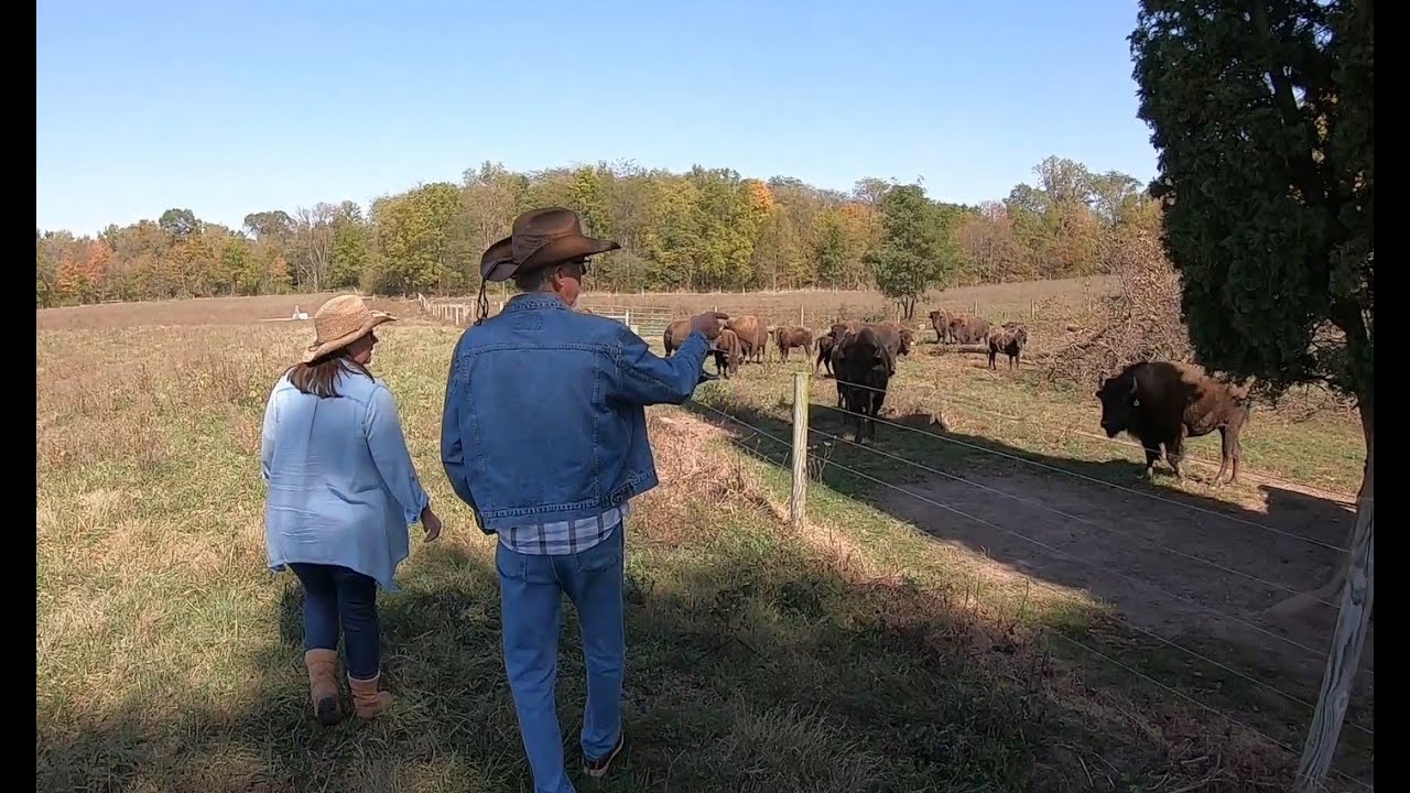 Raising Bison in Indiana #agriculture #bison #farming - YouTube