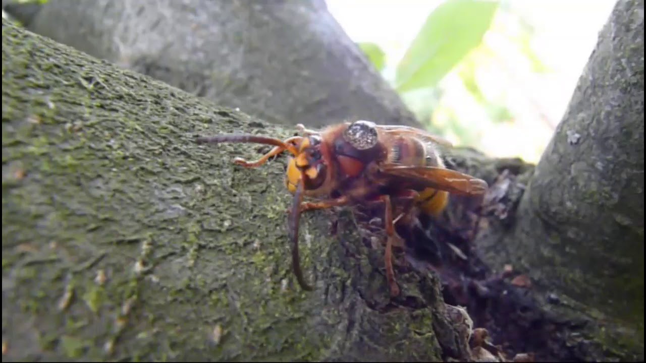 Insects of Poland HORNET - YouTube