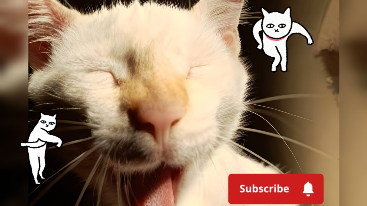 ‼️NUEVO ‼️ PARTE #3 los michis más graciosos y tiernos 😹😻😻 #video #cat ...