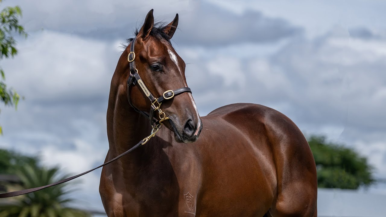 Lot 48 Dubious x Joylean Filly from Embrook Stables - YouTube