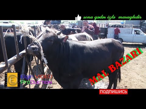 Berde Mal Bazari iri buynuzlu mal qara 2 ci hissede