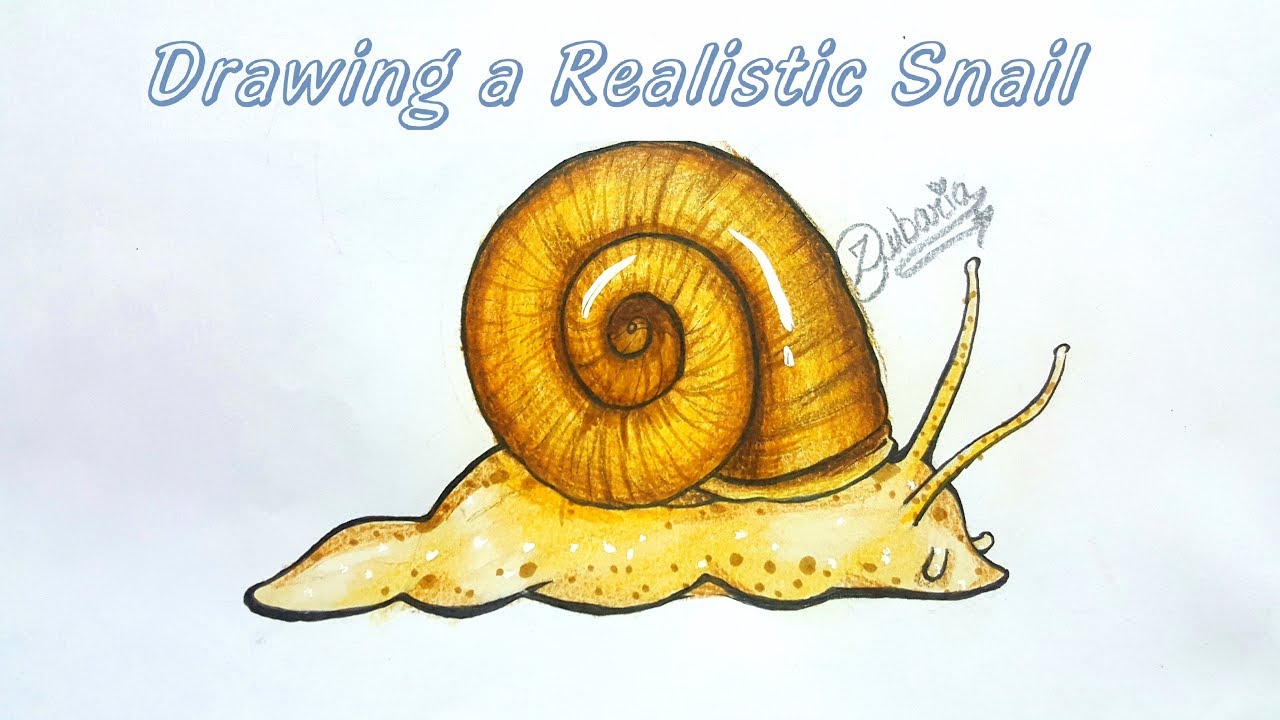 Drawing a realistic snail in minutes! - YouTube