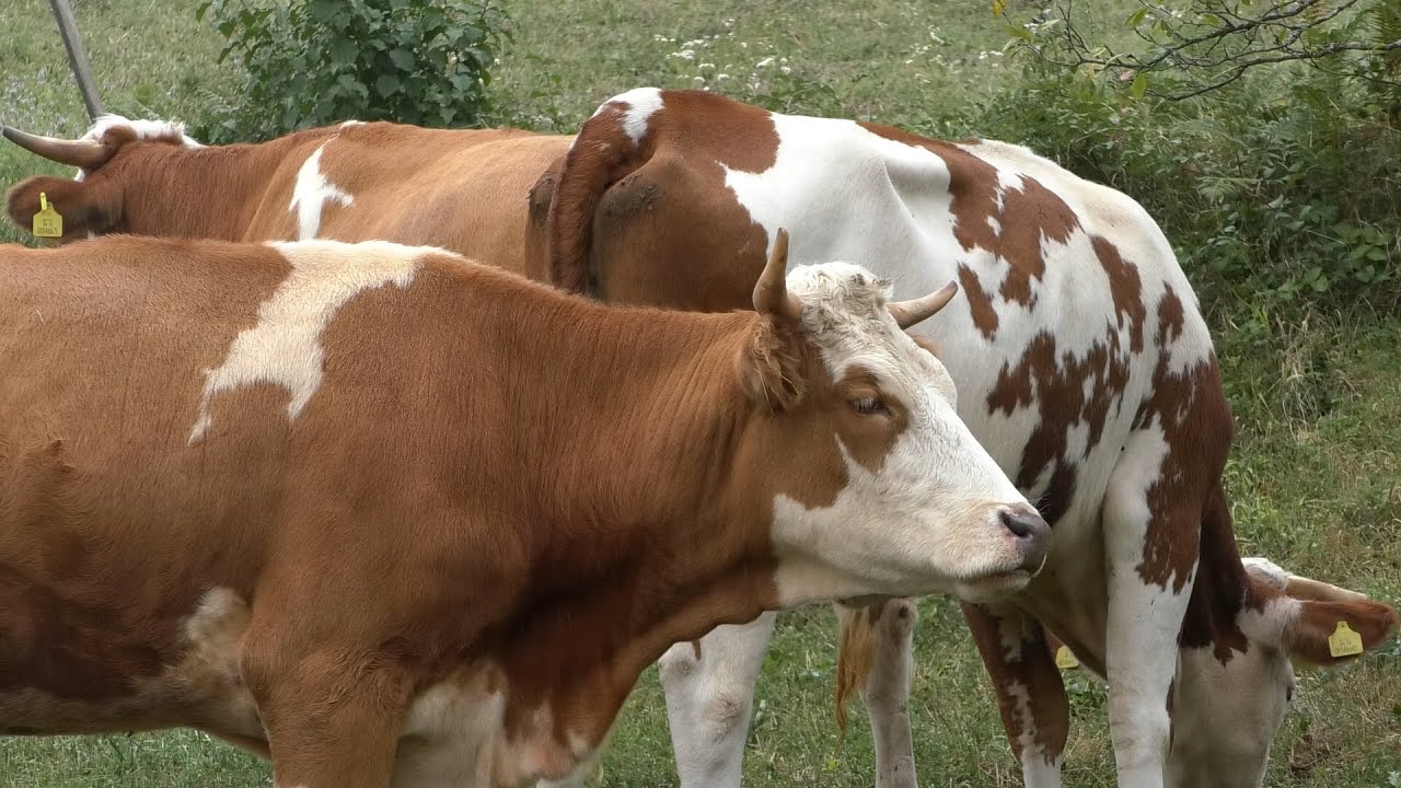 - ČEŠKI SIMENTALAC NA VISOVIMA KRUPE NA VRBASU - - YouTube