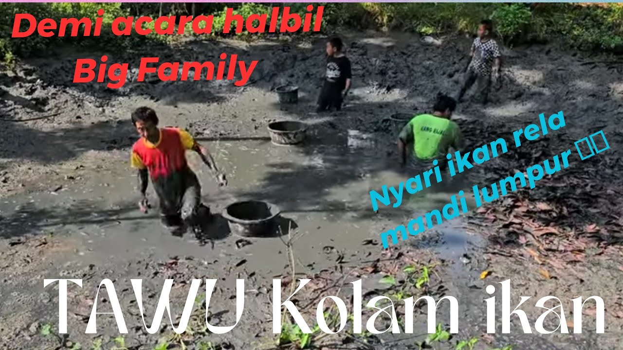 Menguras kolam ikan di pekarangan dengan cara di TAWU - YouTube