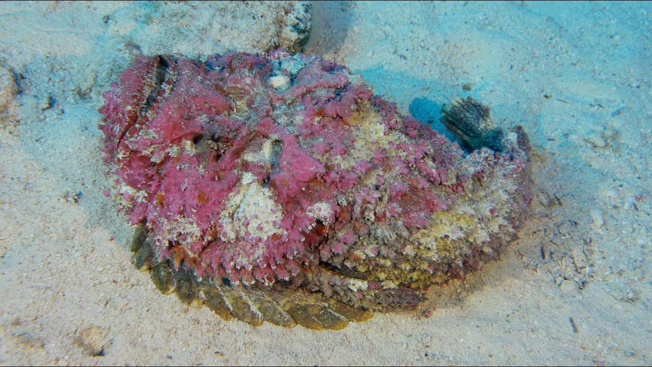 World’s most DANGEROUS & POISONOUS Fish – STONE FISH – 4K UHD – Sony ...