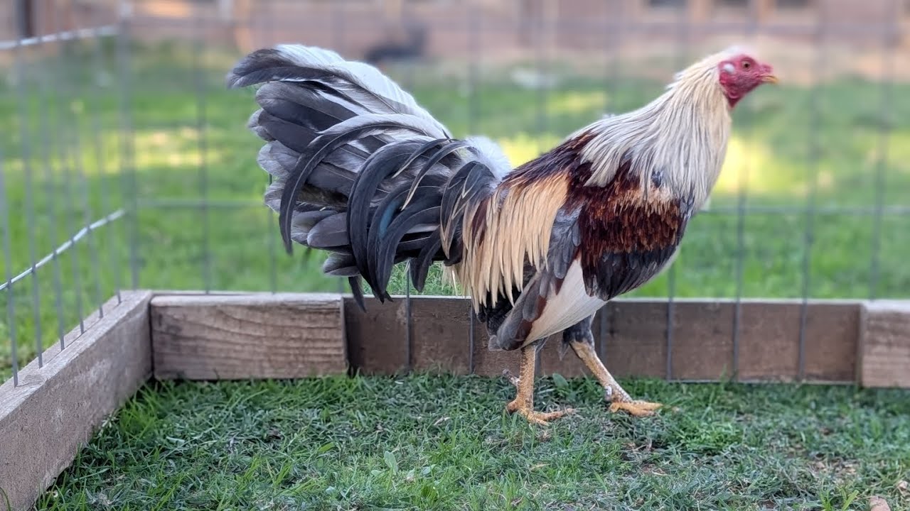 #2265 Spanish Jerezano, Jiro Cenizo Rooster, 1yr, 3.9 lbs. - YouTube